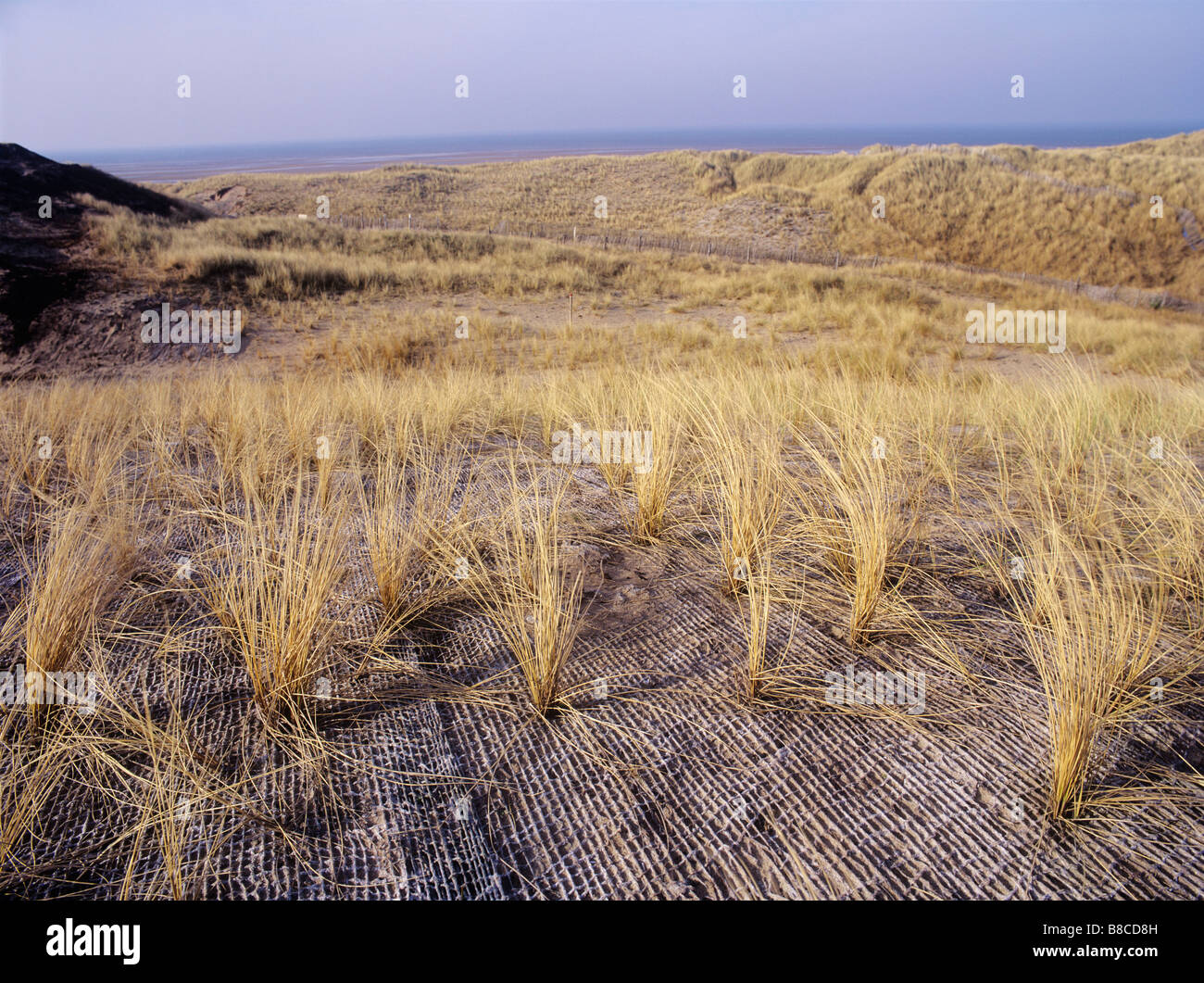 Dune stabilisation plants hi-res stock photography and images - Alamy