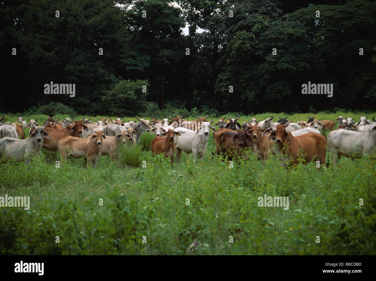 Cattle Rearing High Resolution Stock Photography and Images - Alamy