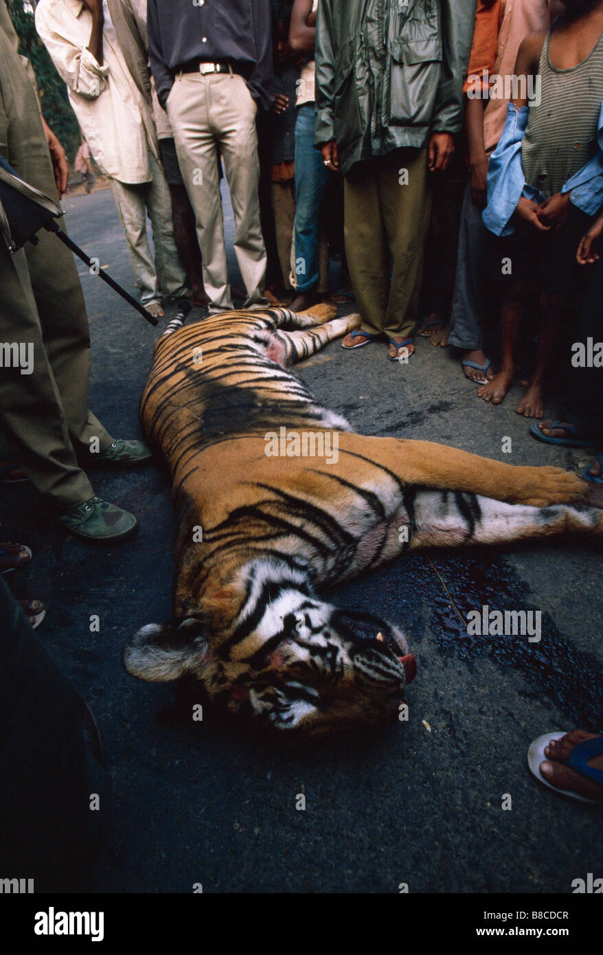 Dead tigers hi-res stock photography and images - Alamy
