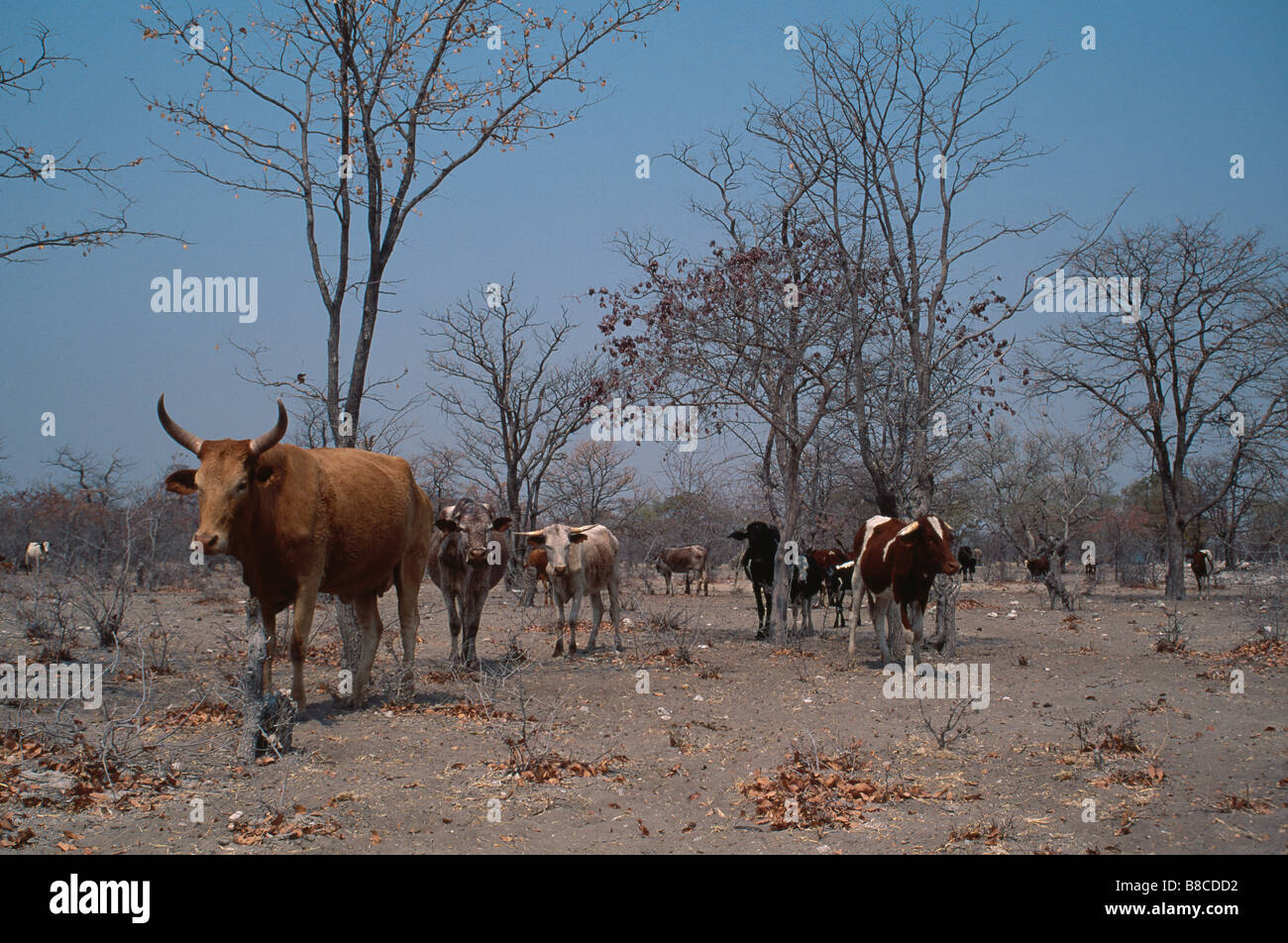 OVERGRAZING Stock Photo, Royalty Free Image: 22401598 - Alamy