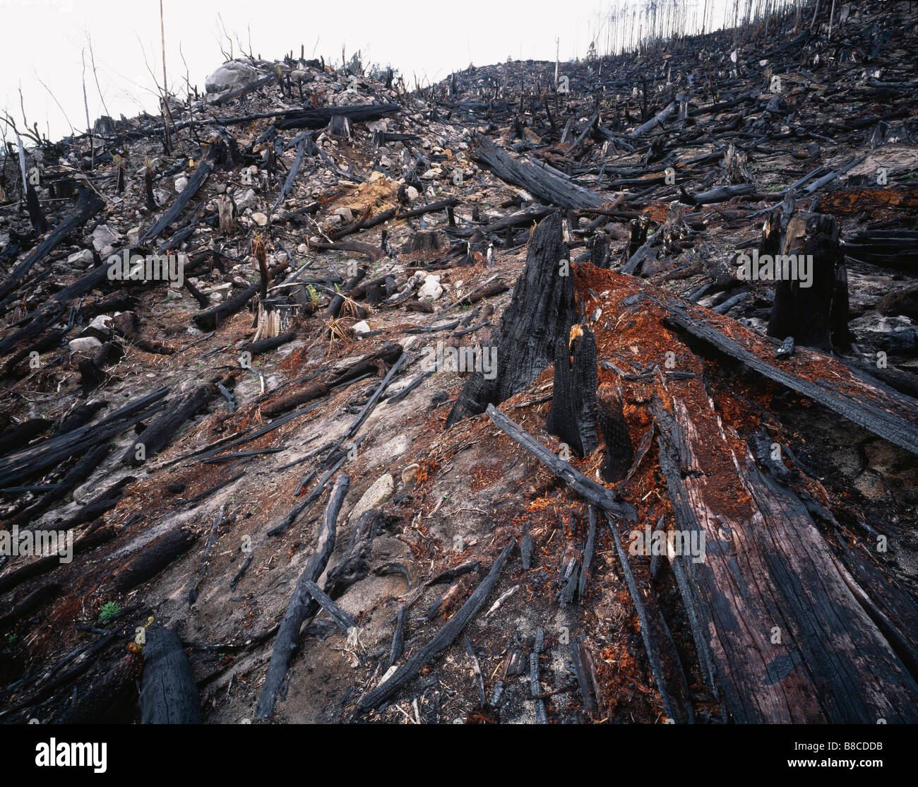 Logged australia rainforest hi-res stock photography and images - Alamy