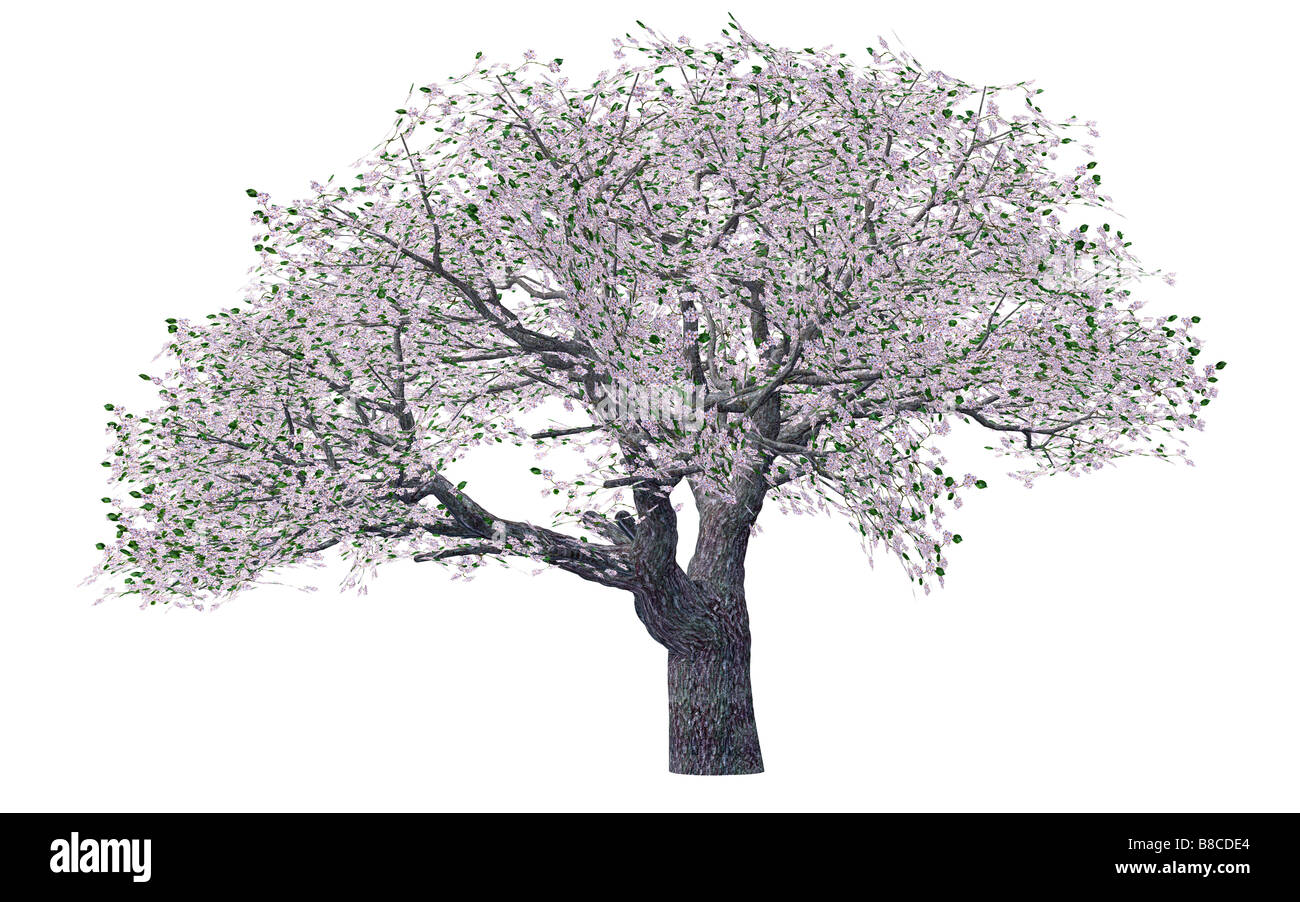 Spring tree The tree is isolated on a white background Stock Photo - Alamy