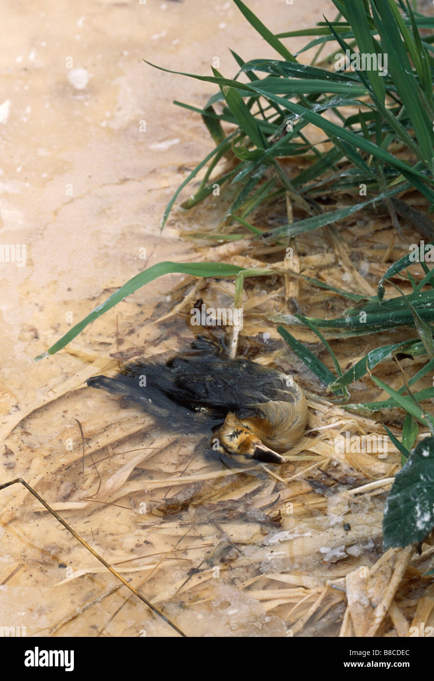 Dead babies hi-res stock photography and images - Alamy