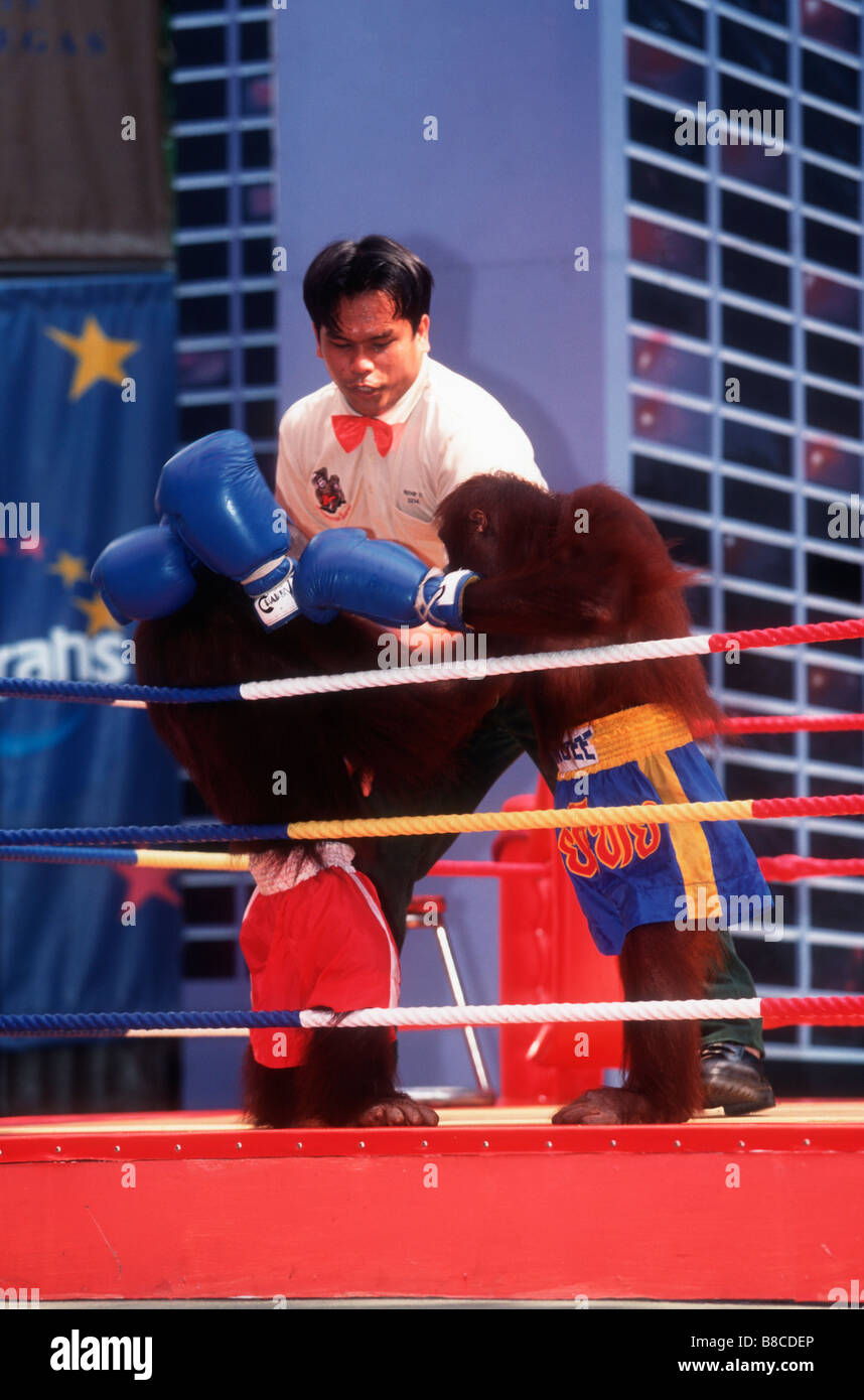 Boxing orangutans hi-res stock photography and images - Alamy