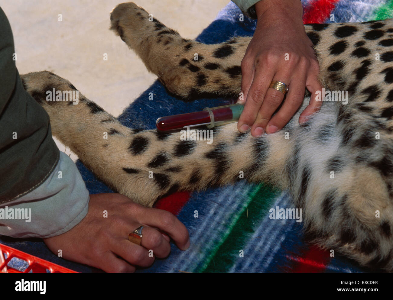 Cheetah research hi-res stock photography and images - Alamy