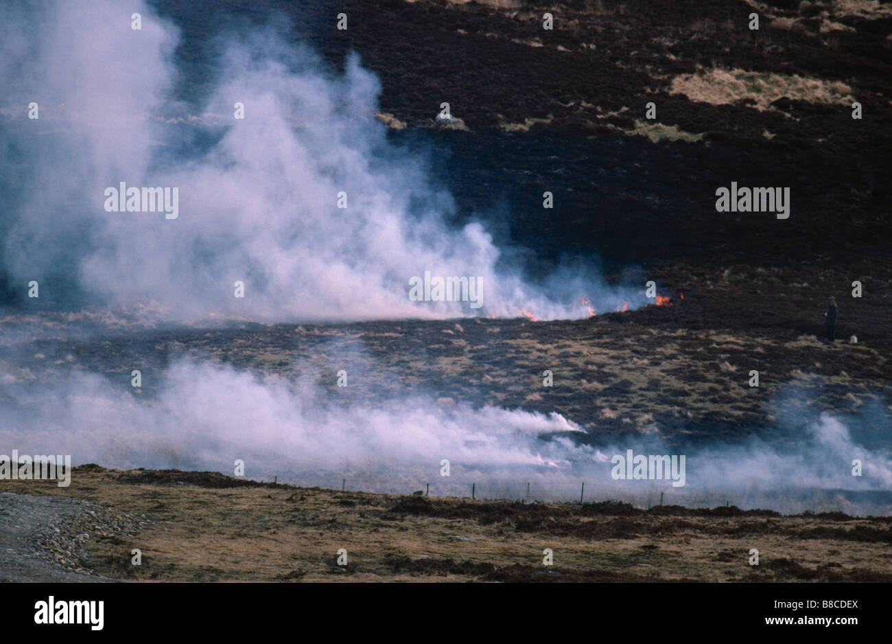 Fire heathers hi-res stock photography and images - Alamy