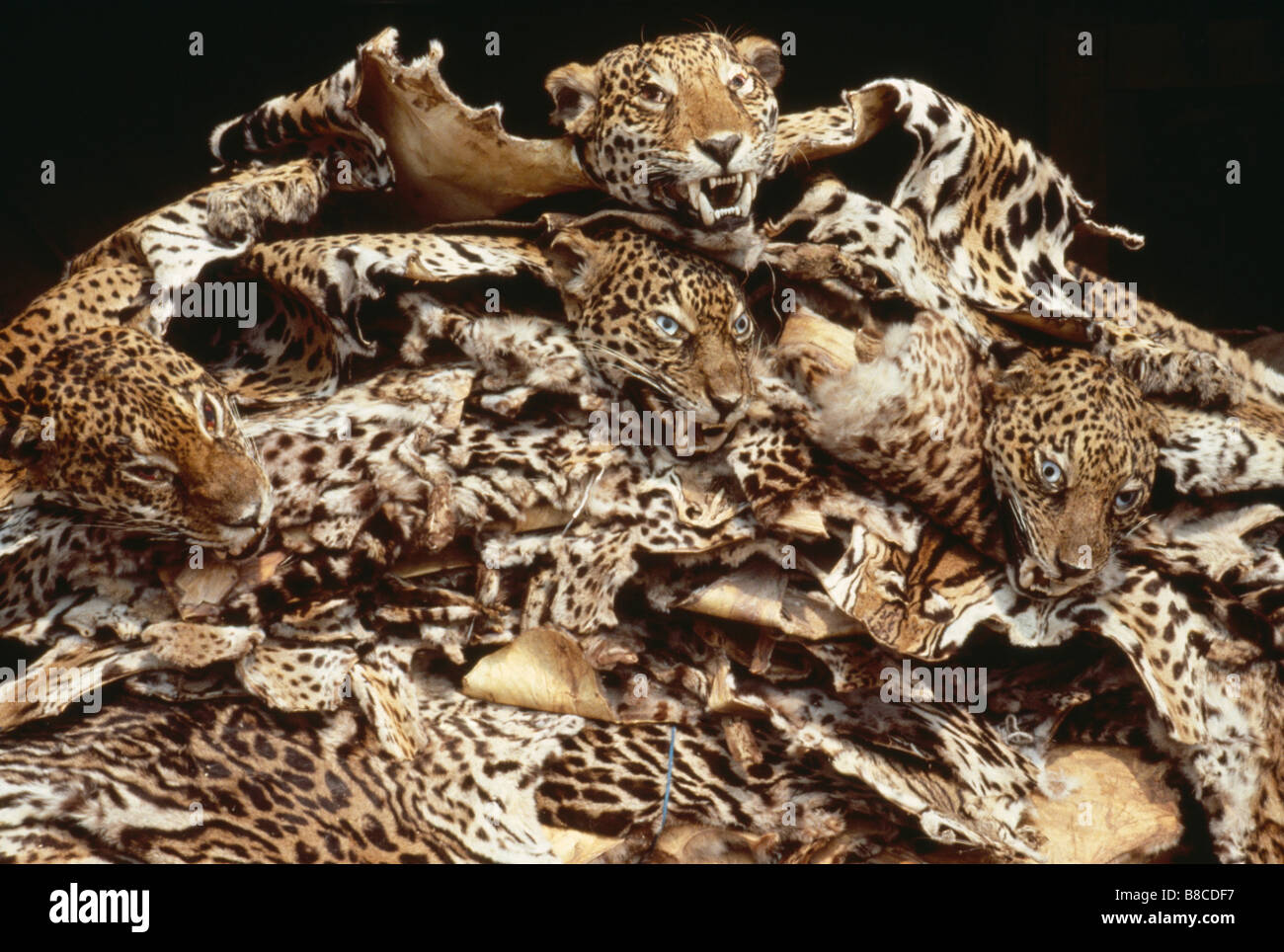 ANIMAL HEADS & SKINS Stock Photo - Alamy