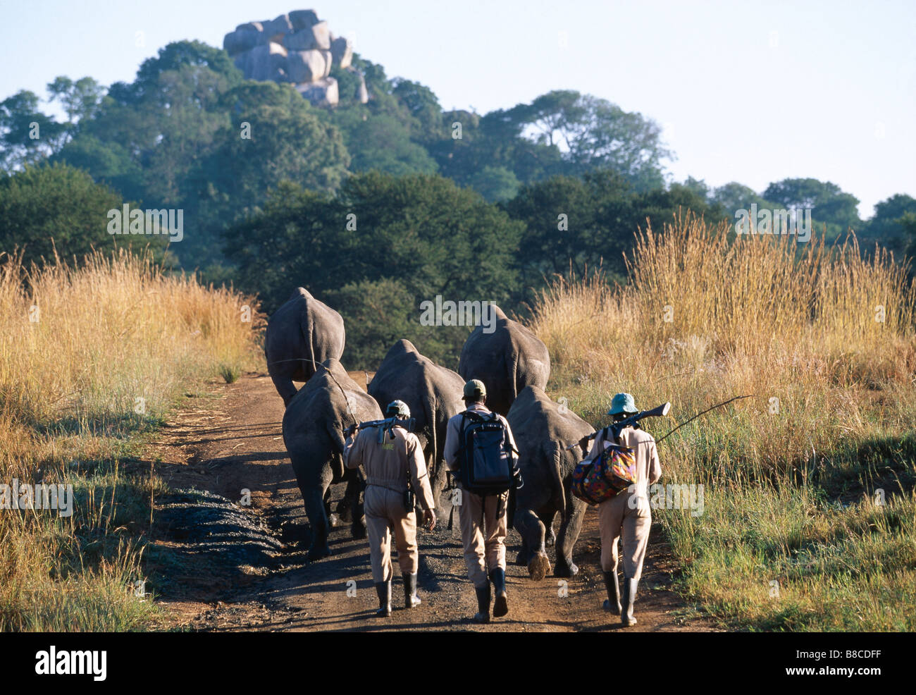 BLACK RHINOS guarded Stock Photo - Alamy