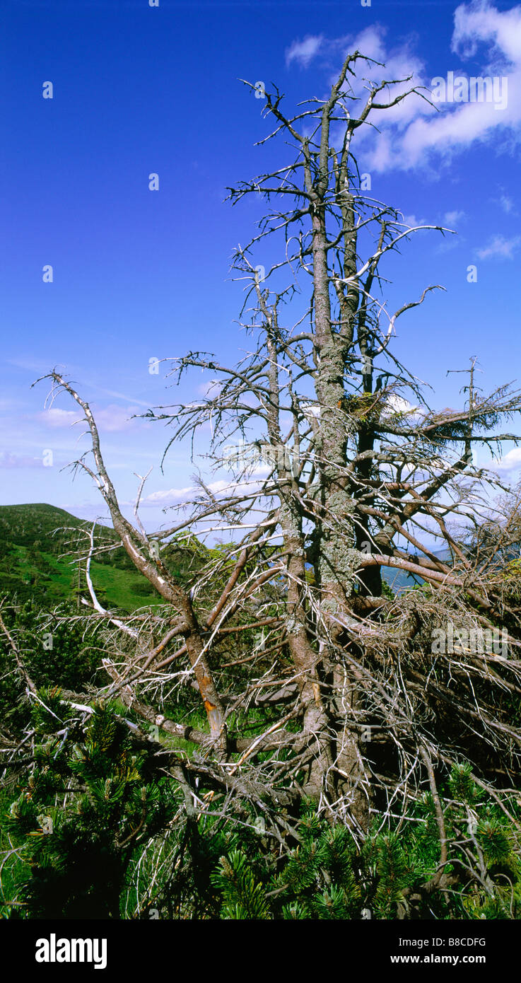 Dead spruce trees killed hi-res stock photography and images - Alamy