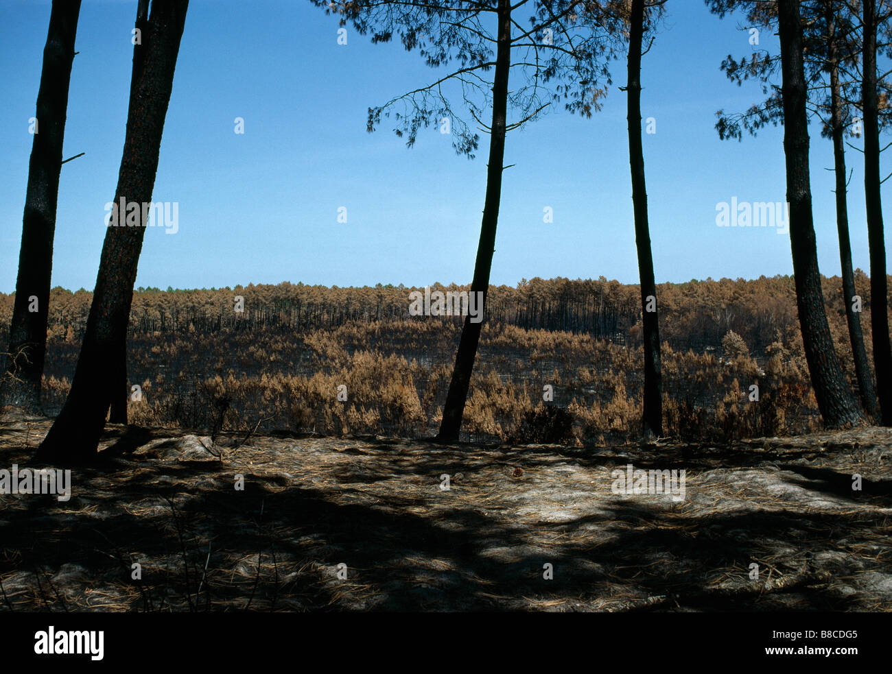 Burnt forest hi-res stock photography and images - Alamy