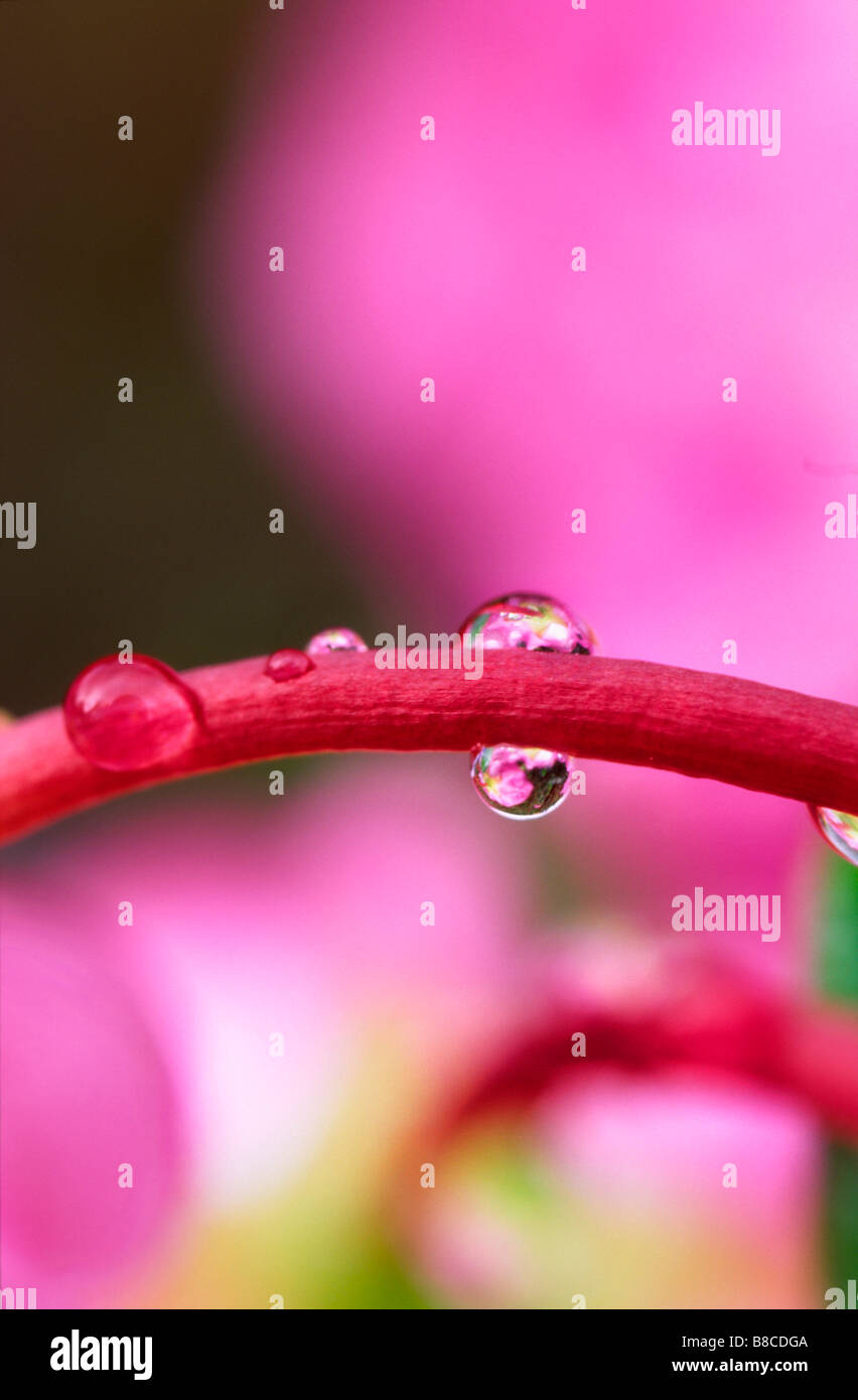 Forbidden plateau hi-res stock photography and images - Alamy