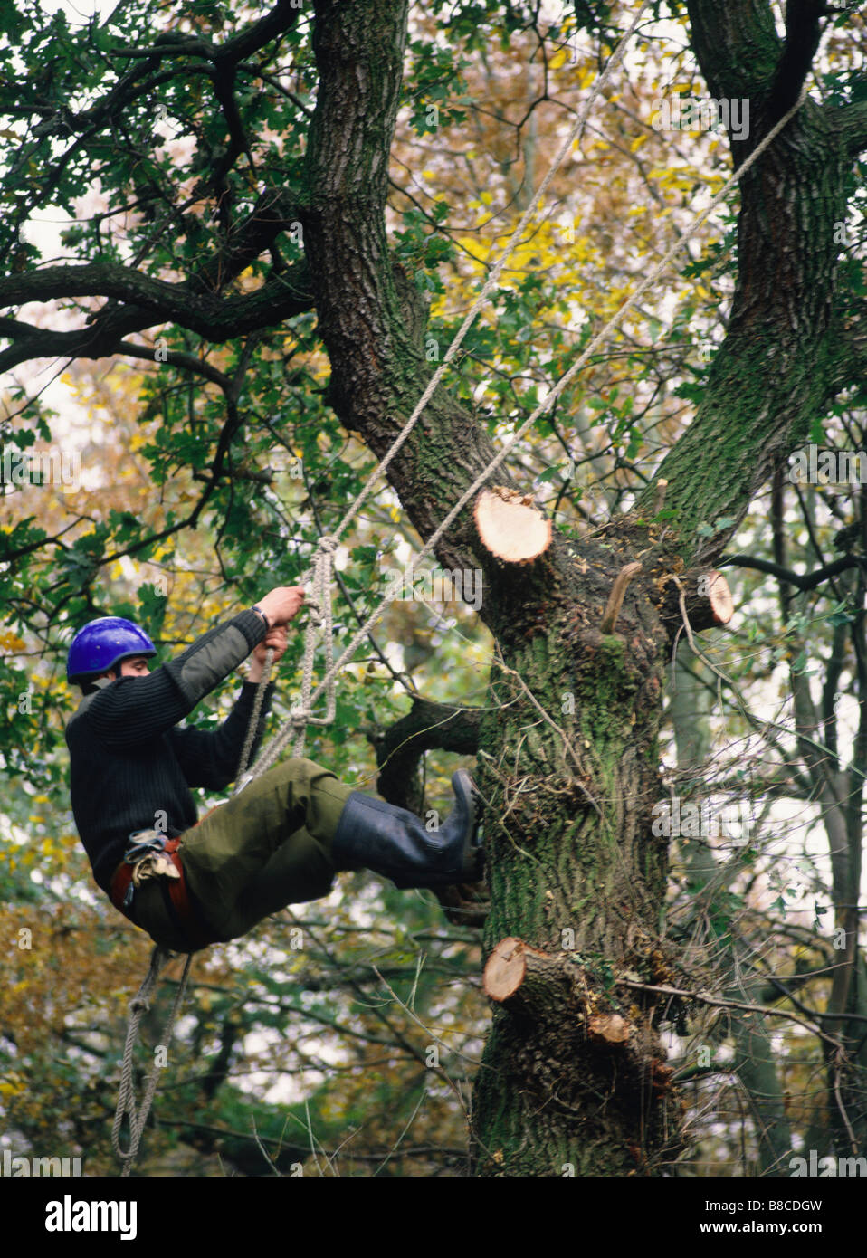 Woodland Tree Surgery Stock Photo - Alamy