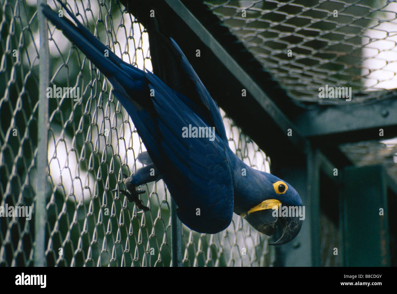 Rare macaw bird hi-res stock photography and images - Alamy
