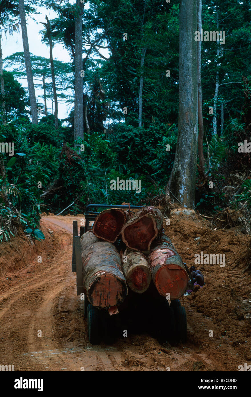 Rainforest logging hi-res stock photography and images - Alamy