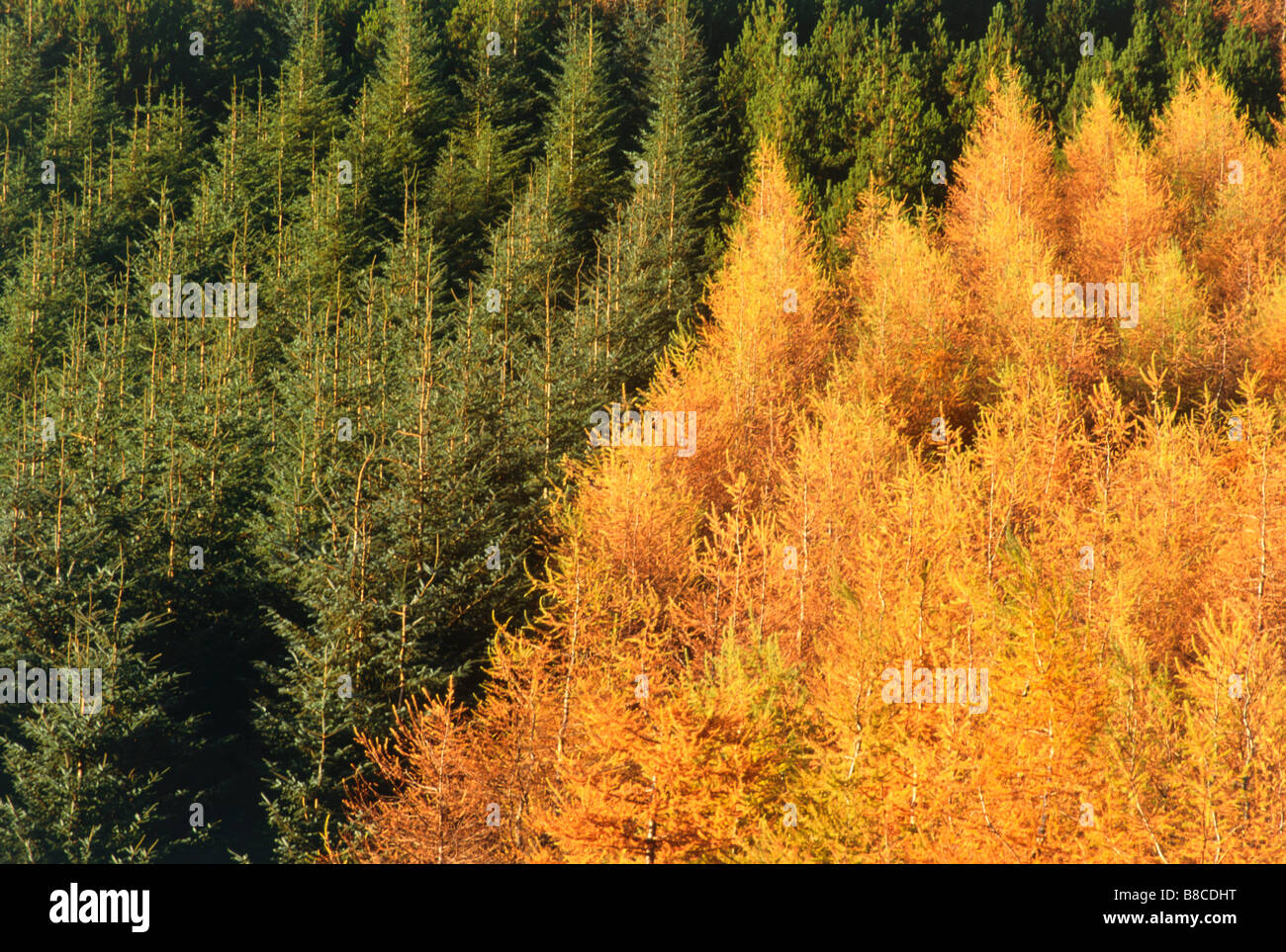 European larch plantation european larch plantation hi-res stock ...