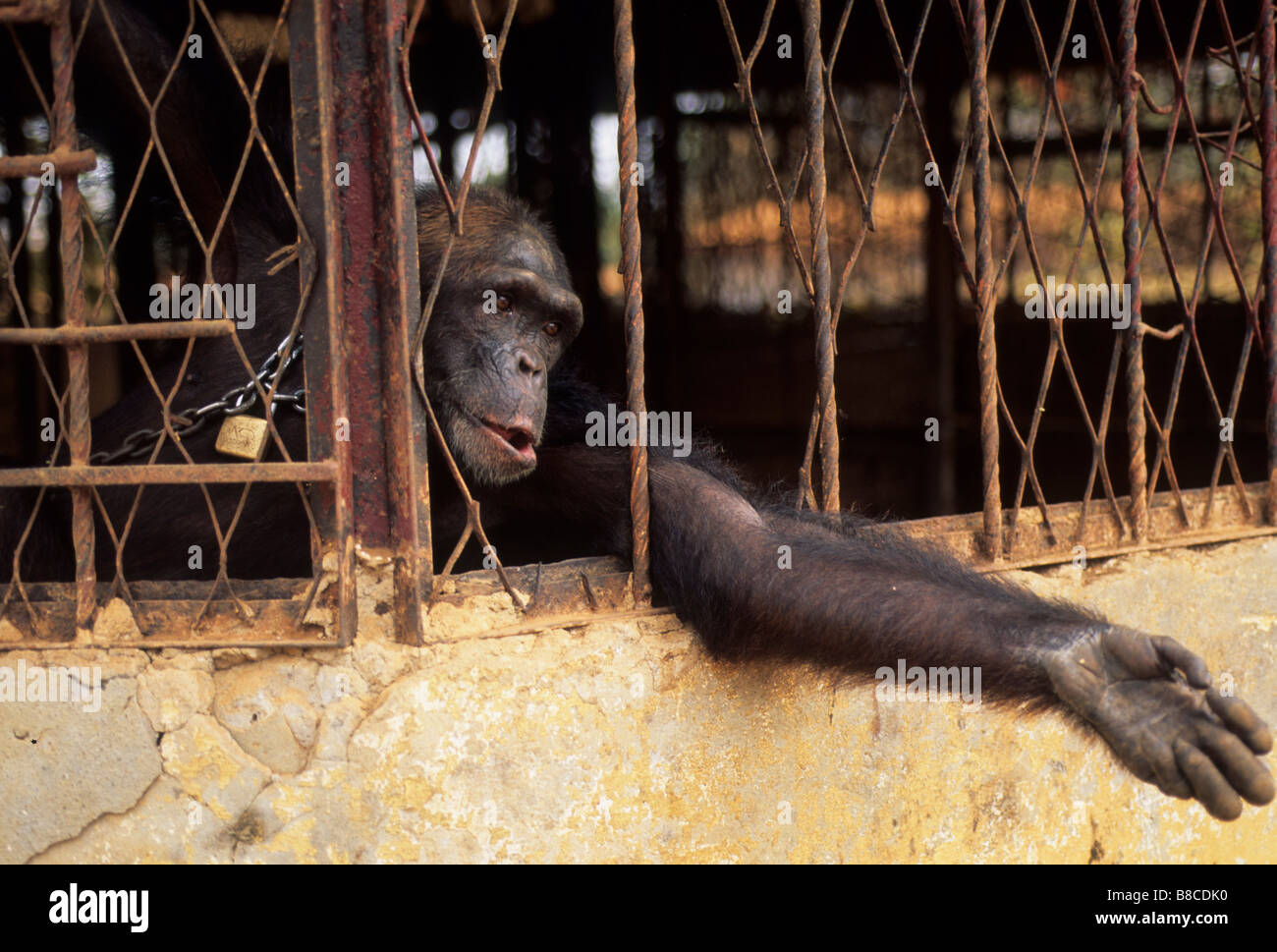 Orphan animals hi-res stock photography and images - Alamy