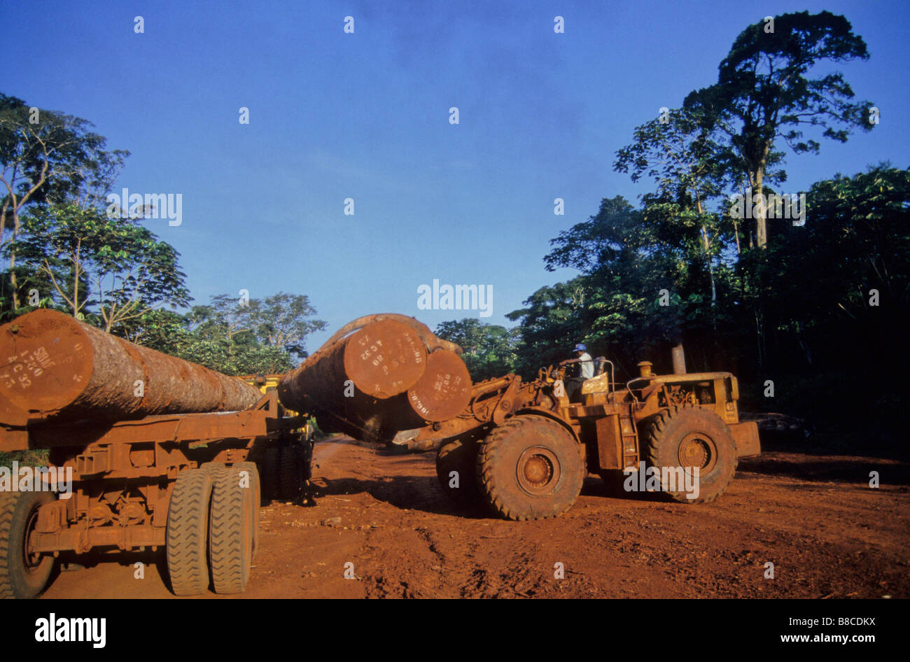 Timber yard with logs Stock Photo - Alamy