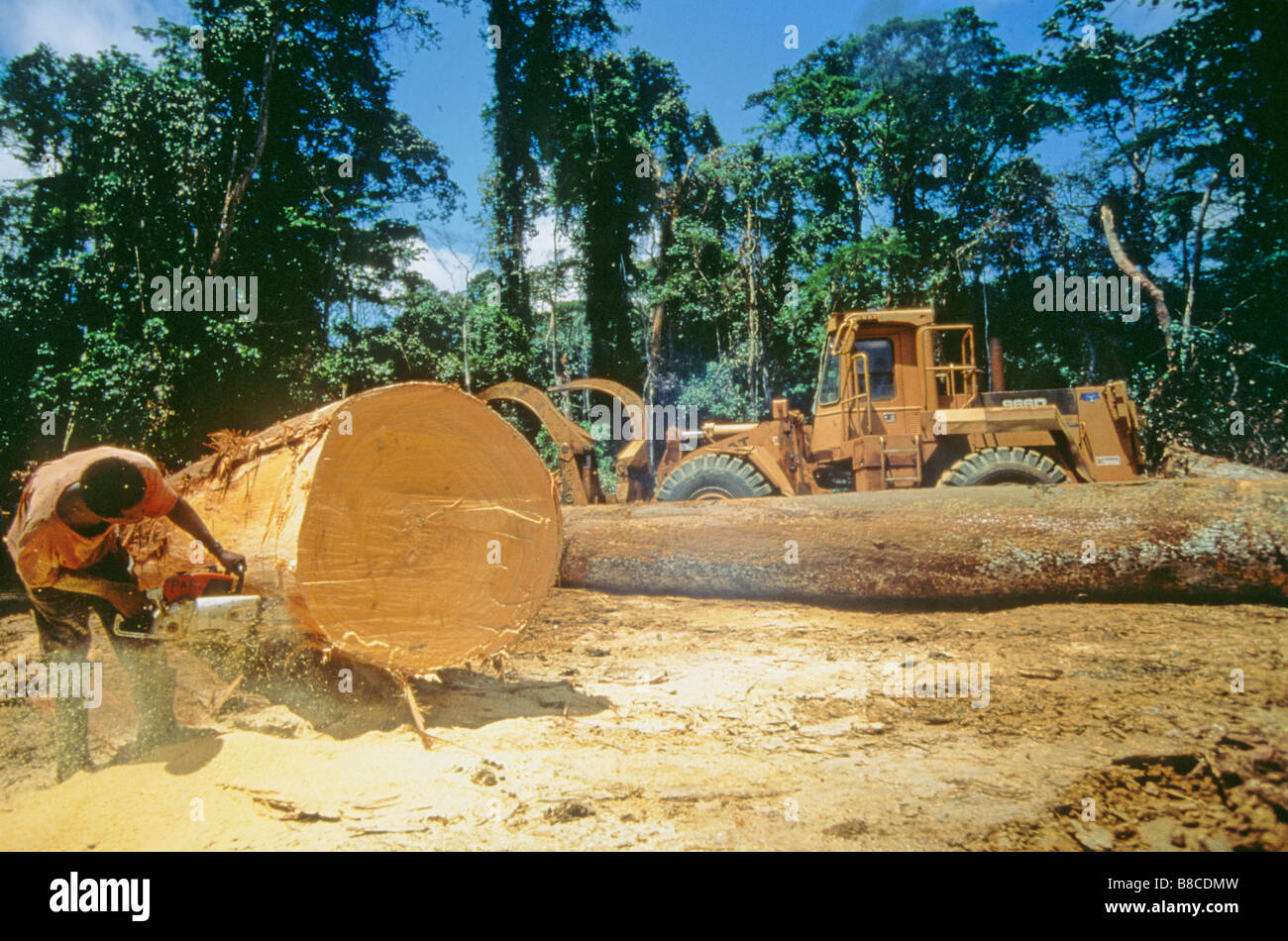 Rainforest logging operation Stock Photo - Alamy