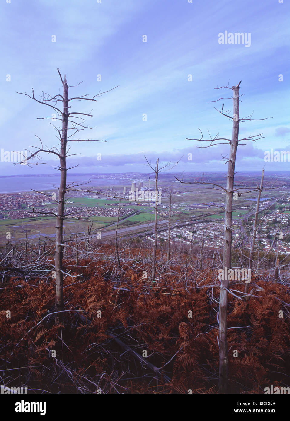 Acid rain tree hi-res stock photography and images - Alamy