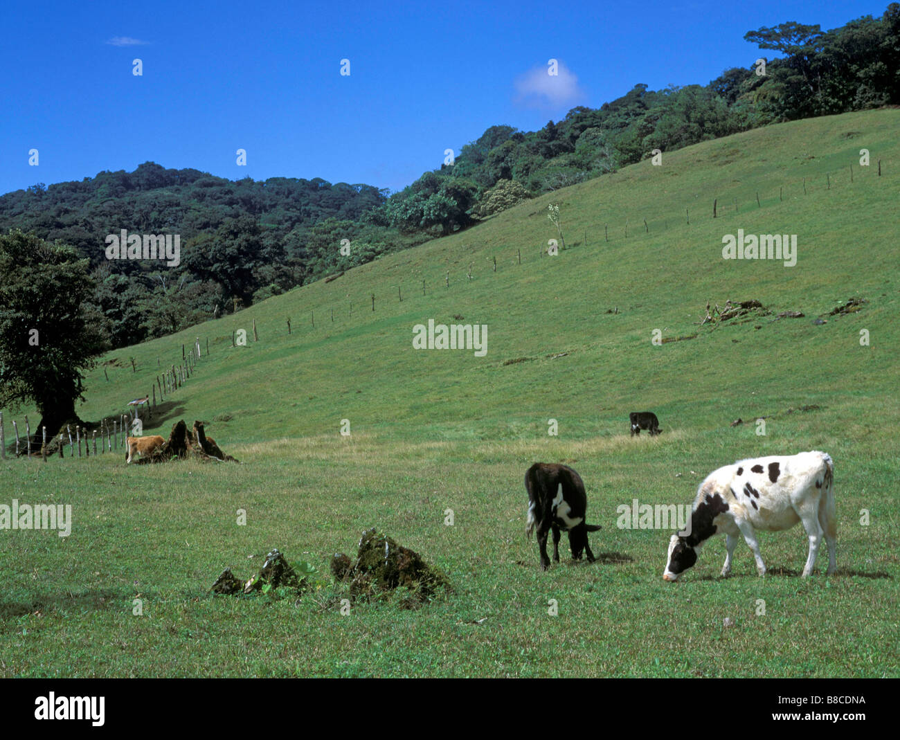 Overgrazing hi-res stock photography and images - Alamy