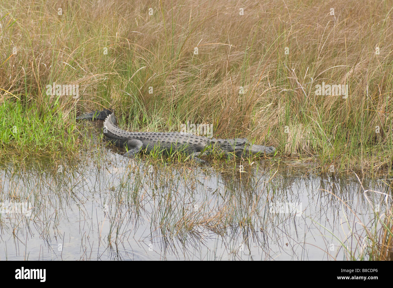 Alligator grass hi-res stock photography and images - Alamy