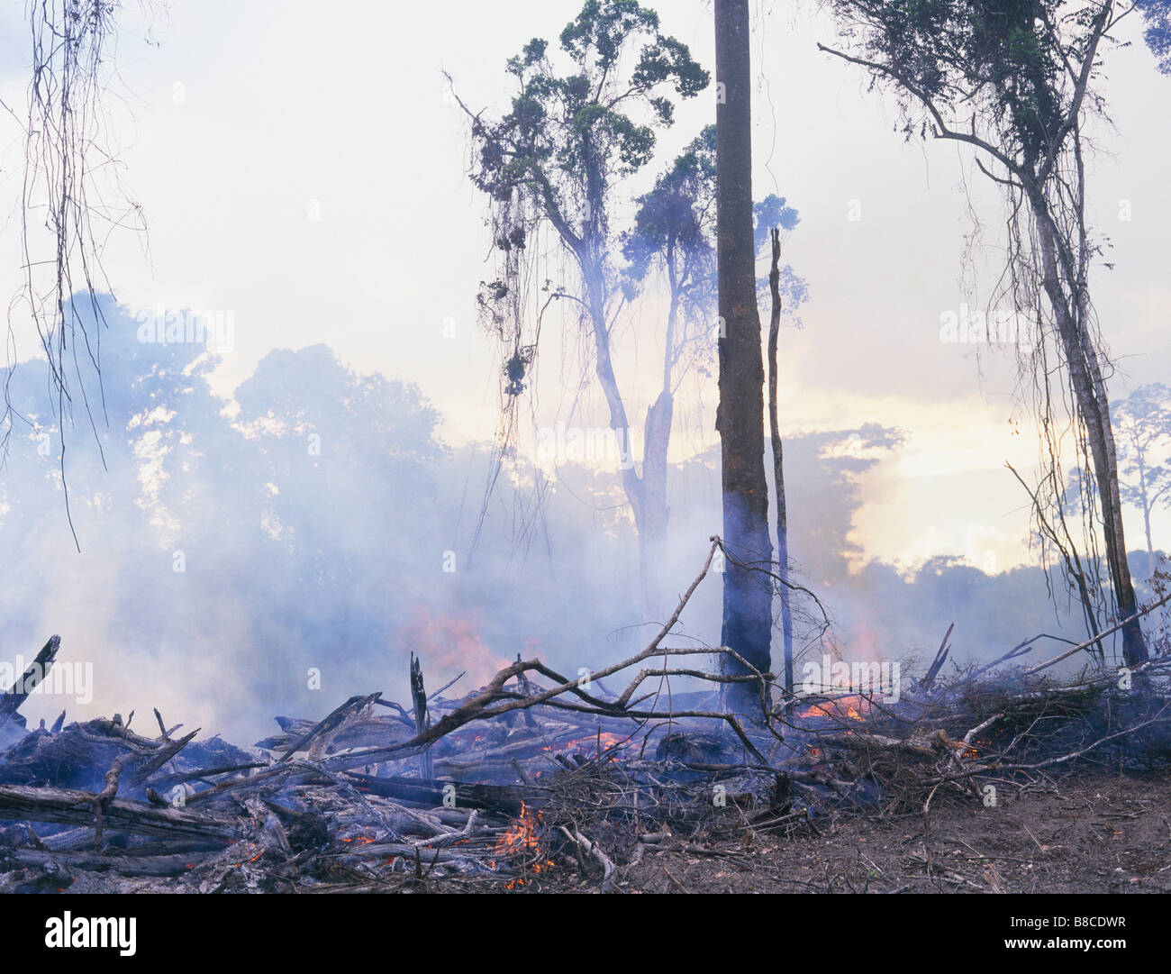 Tropical Rainforest burning Stock Photo - Alamy