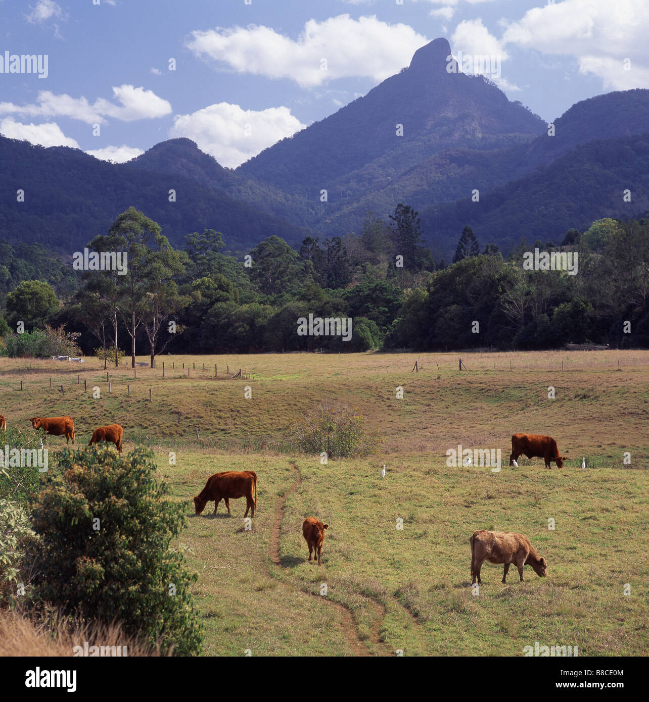 Cleared rainforest hi-res stock photography and images - Alamy