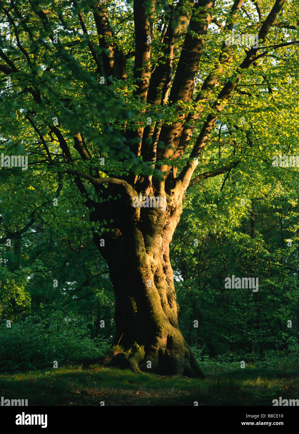 Pollarded tree hi-res stock photography and images - Alamy