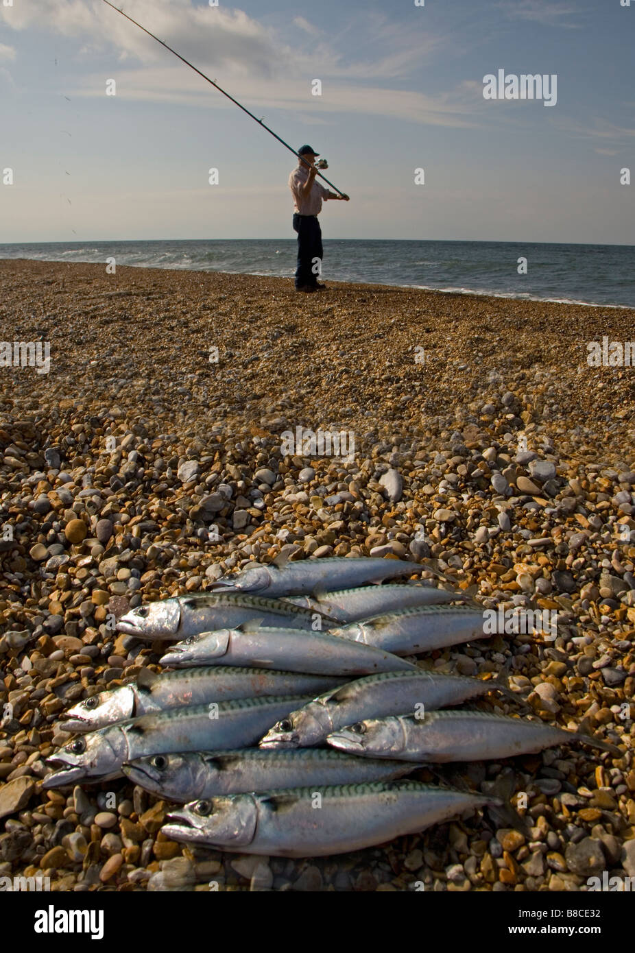 Mackerel Fishing Stock Photos & Mackerel Fishing Stock Images - Alamy