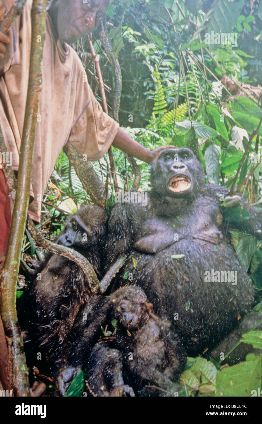 Bush Meat High Resolution Stock Photography and Images - Alamy