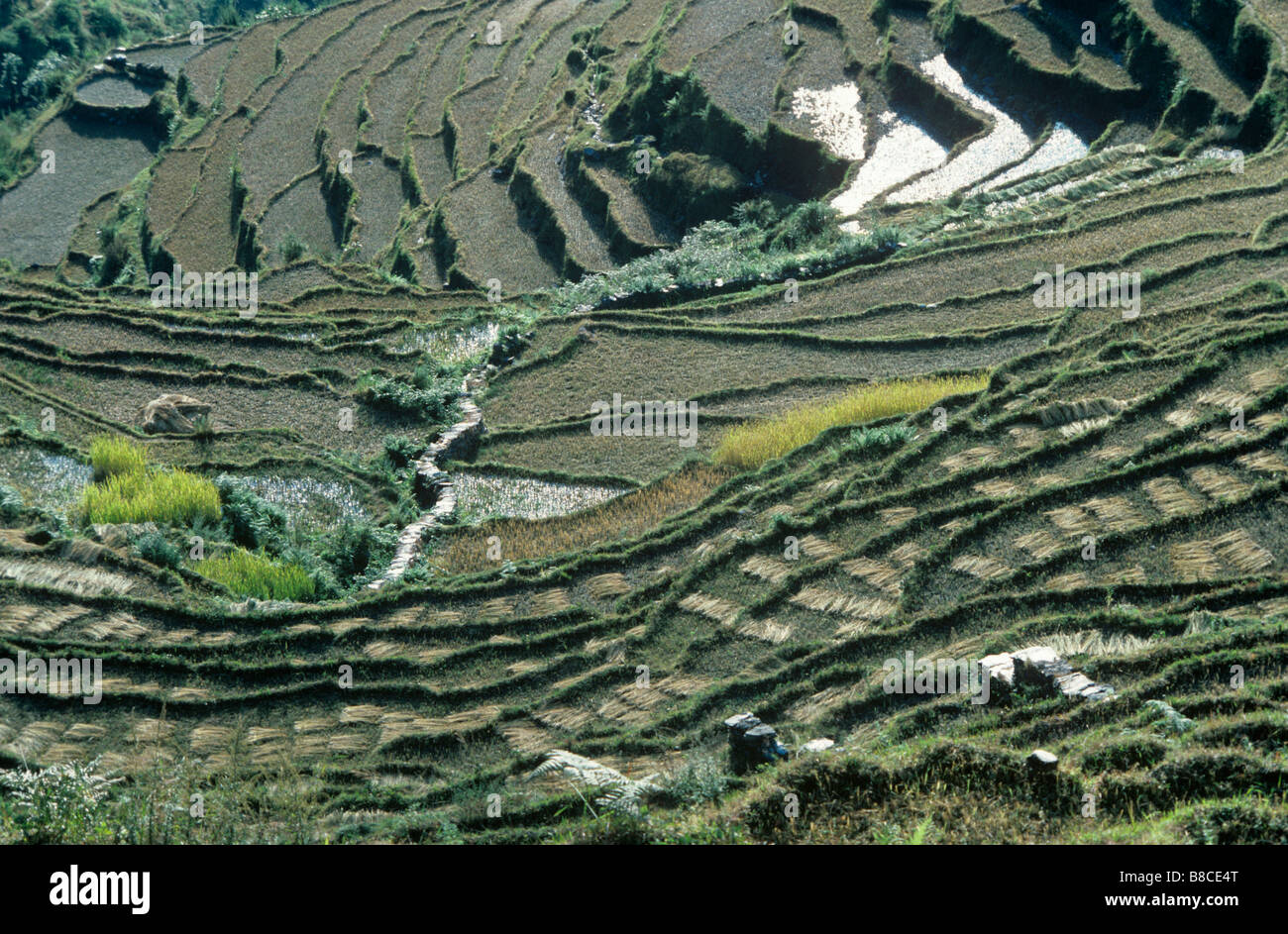 Nepal rice farms hi-res stock photography and images - Alamy