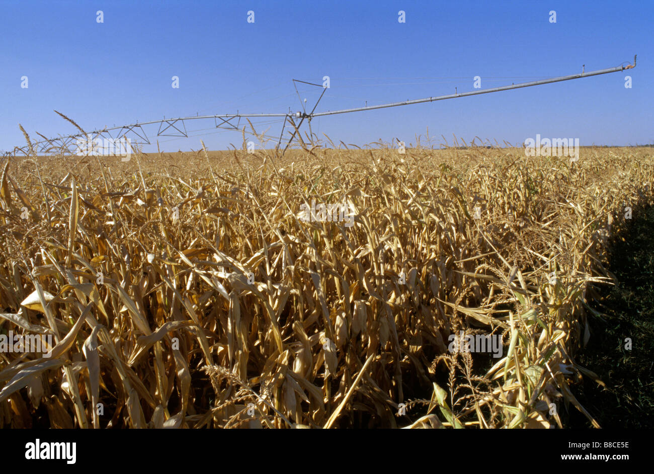 MAIZE - DROUGHT Stock Photo - Alamy