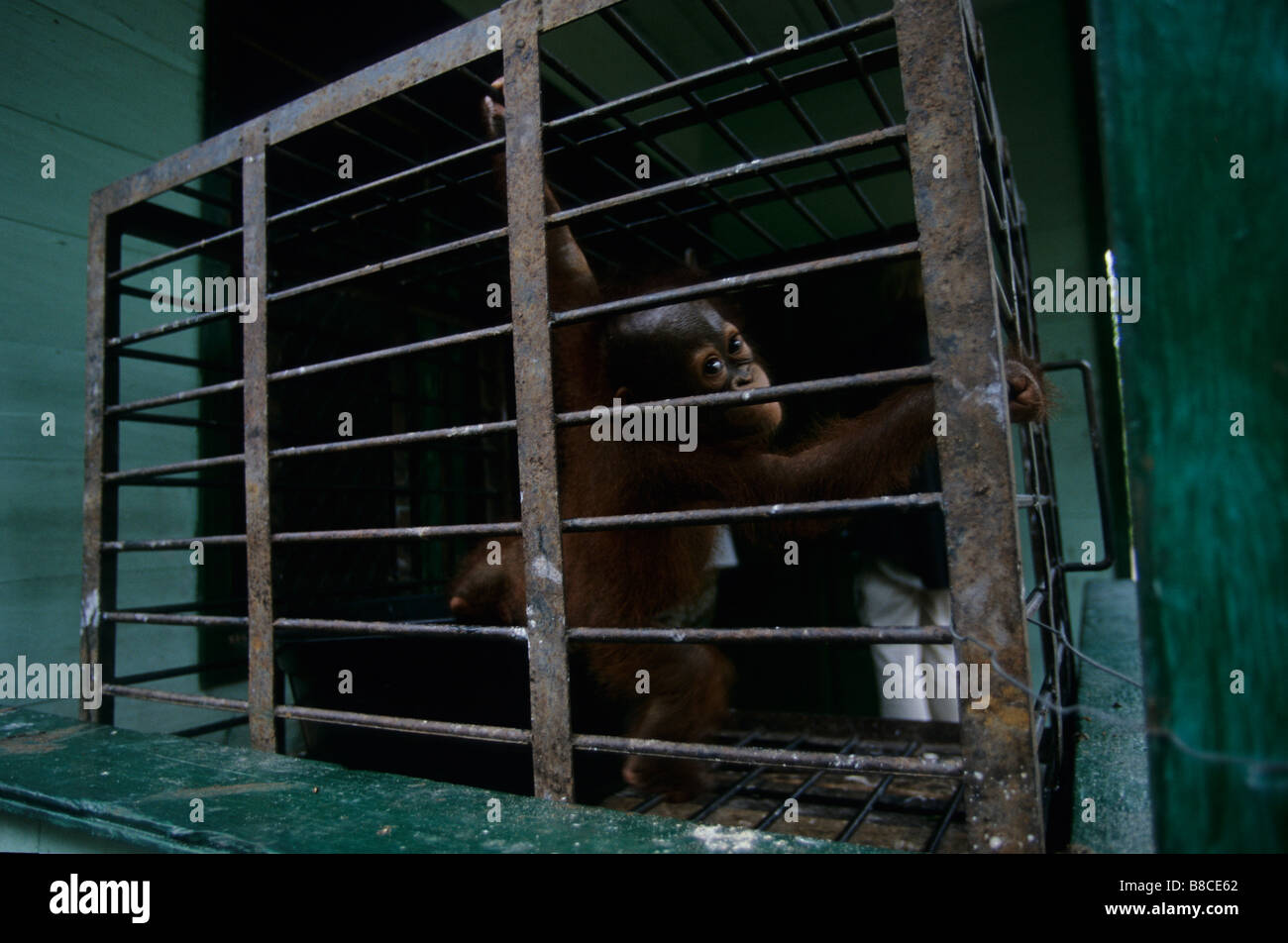 Orphaned animals hi-res stock photography and images - Alamy