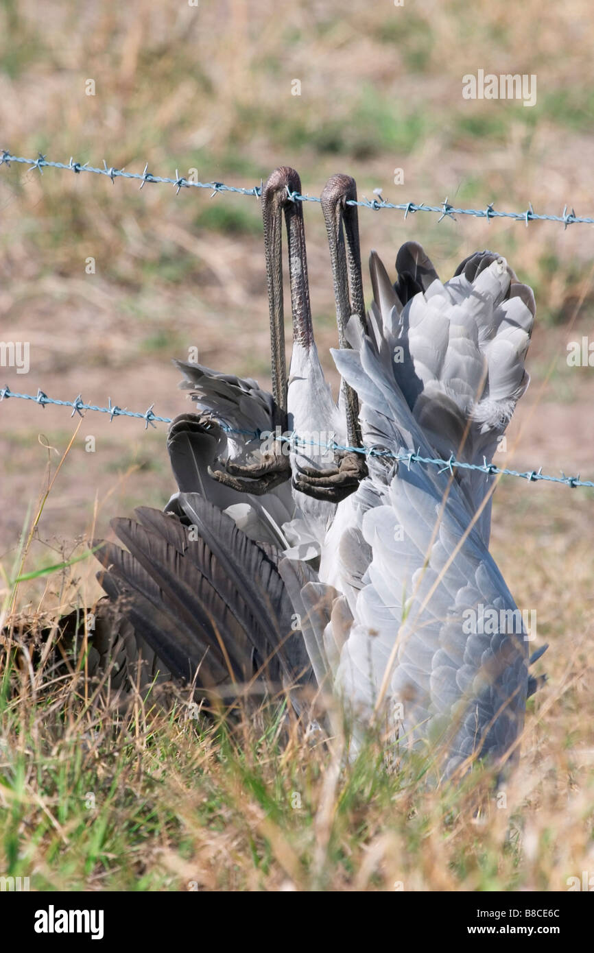 Brolga hi-res stock photography and images - Alamy