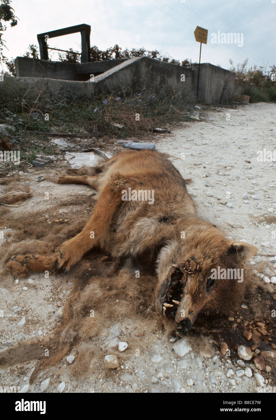 Jackal vehicle hi-res stock photography and images - Alamy