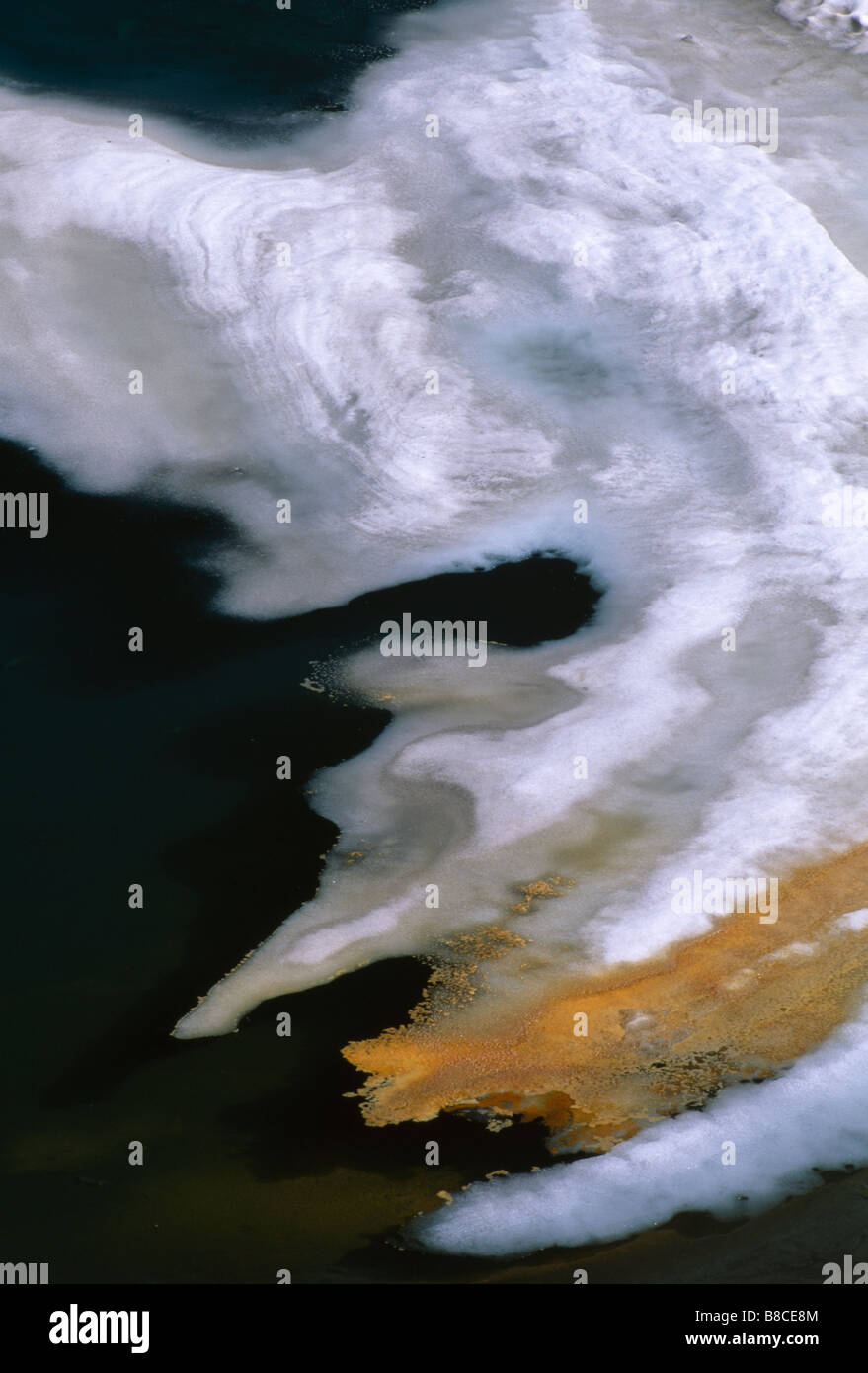 Red alga rhodophyta hi-res stock photography and images - Alamy