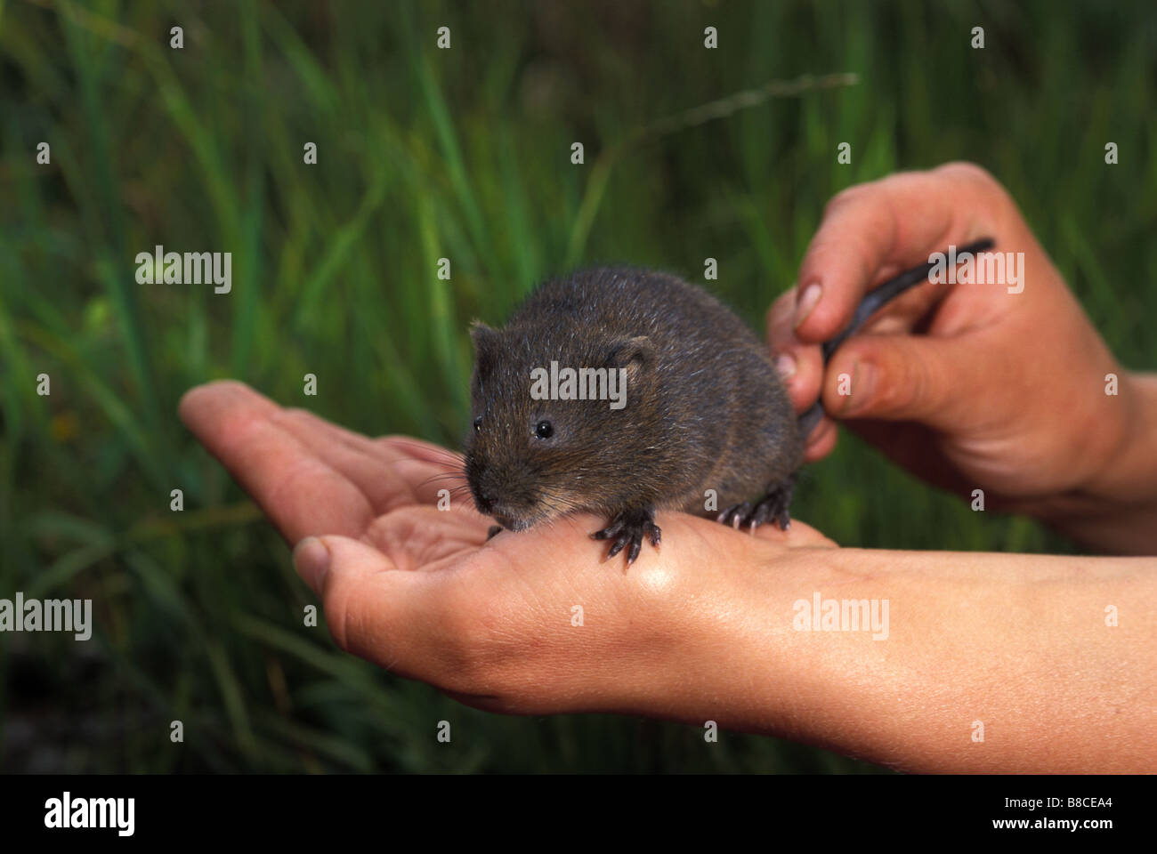 Water vole closeup hi-res stock photography and images - Alamy