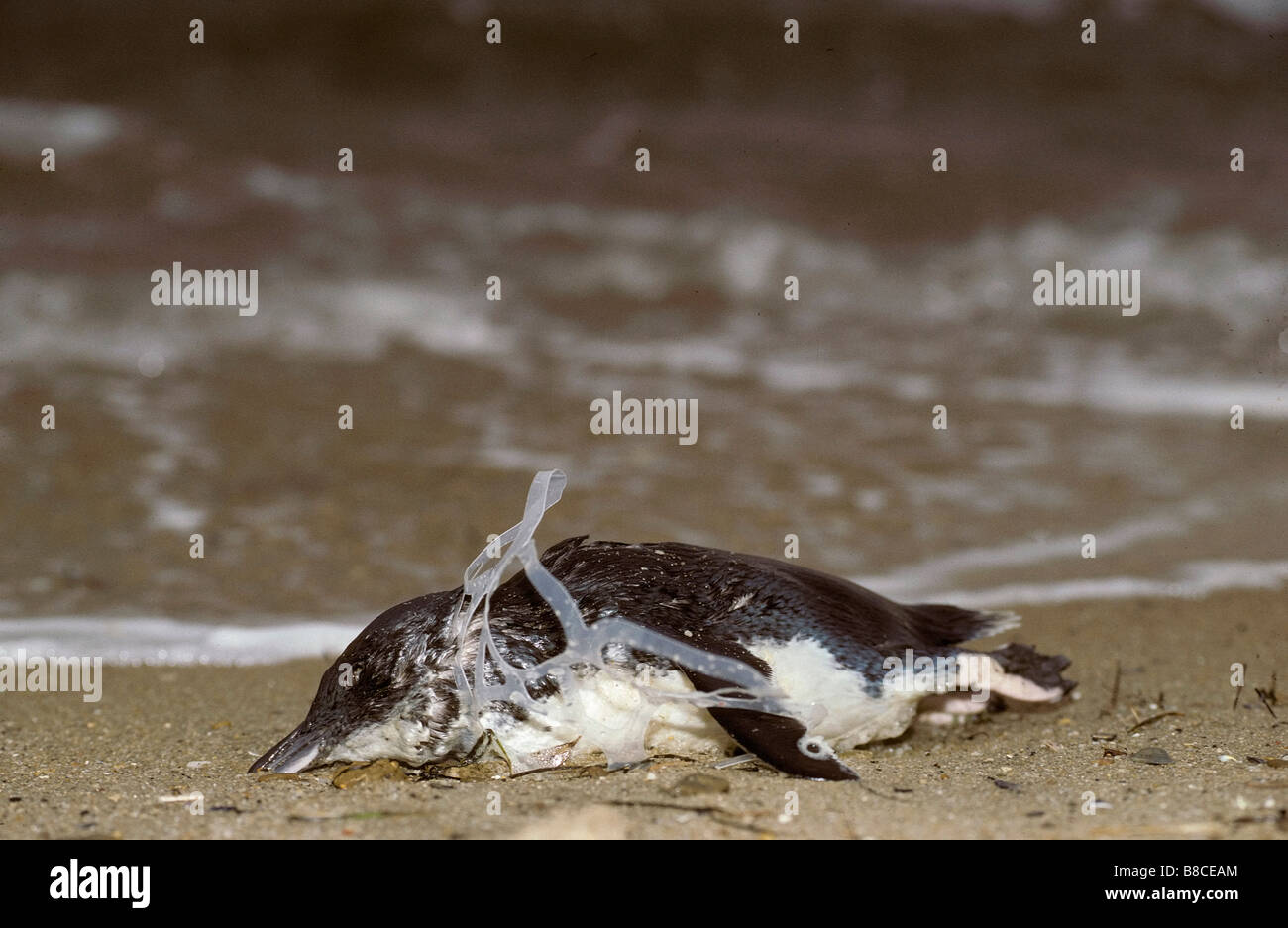 Plastic penguin pollution hi-res stock photography and images - Alamy