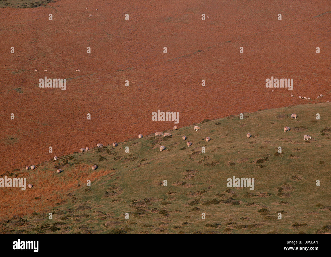 Overgrazing by sheep hi-res stock photography and images - Alamy