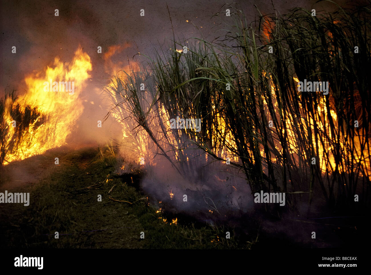 Cane burning australia hi-res stock photography and images - Alamy