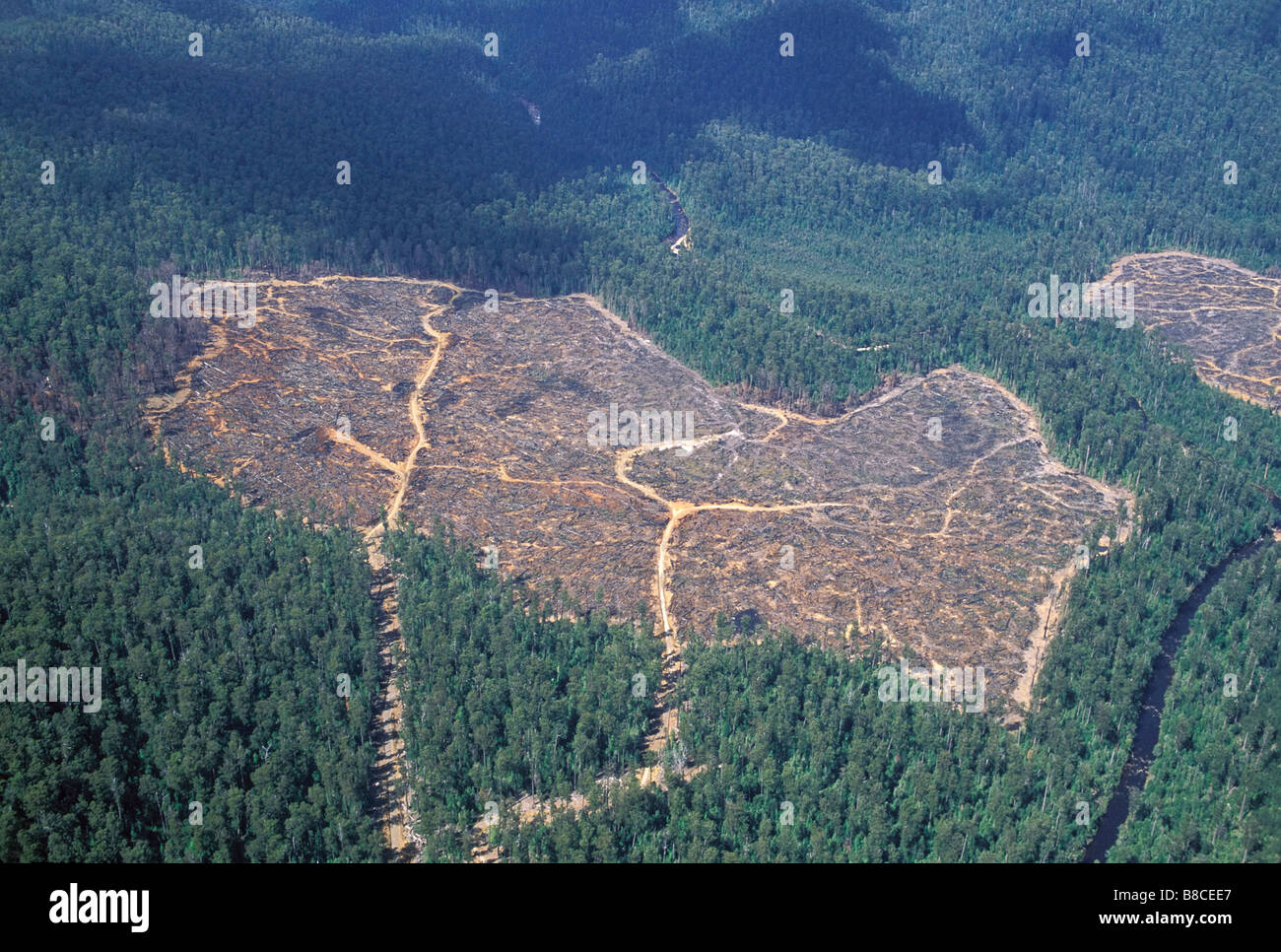 Clearcut Forest High Resolution Stock Photography and Images - Alamy