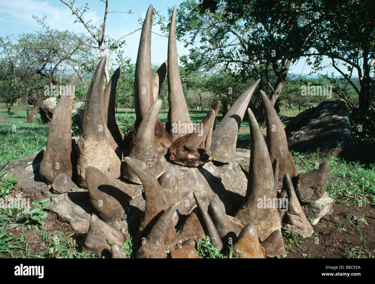 Ivory horns hi-res stock photography and images - Alamy
