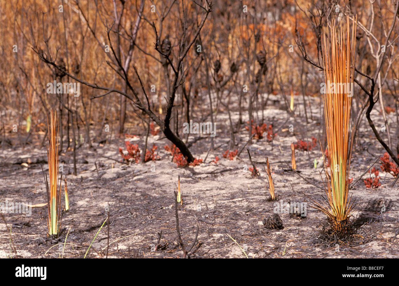 Regeneration after a bushfire hi-res stock photography and images - Alamy
