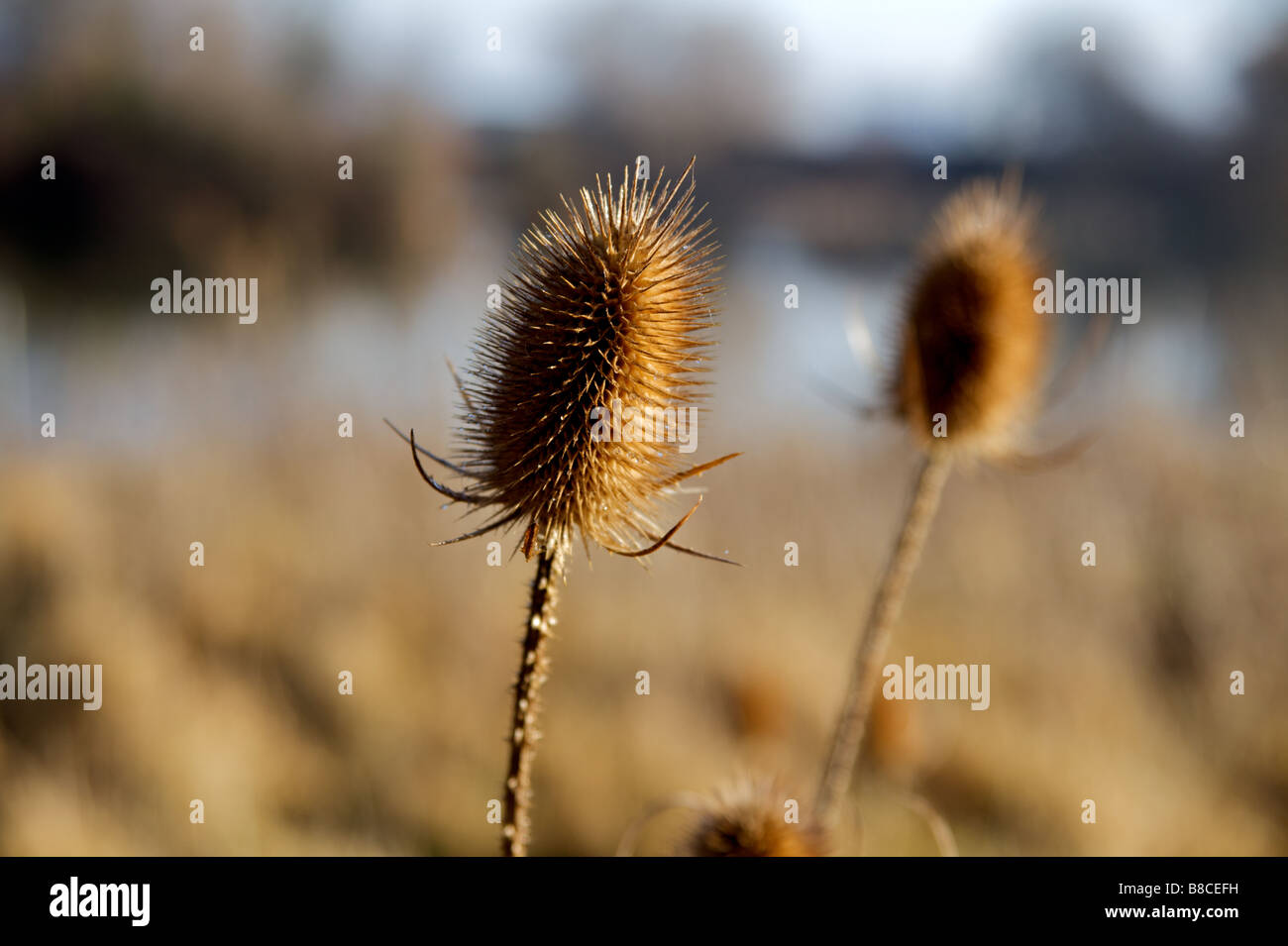 Teazel plant hi-res stock photography and images - Alamy