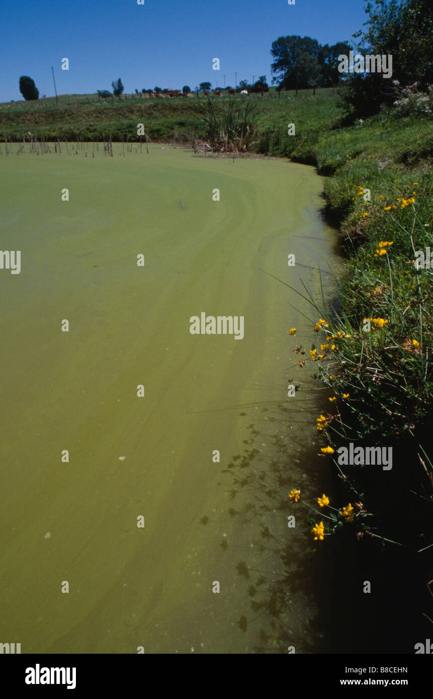 Eutrophication hi-res stock photography and images - Alamy