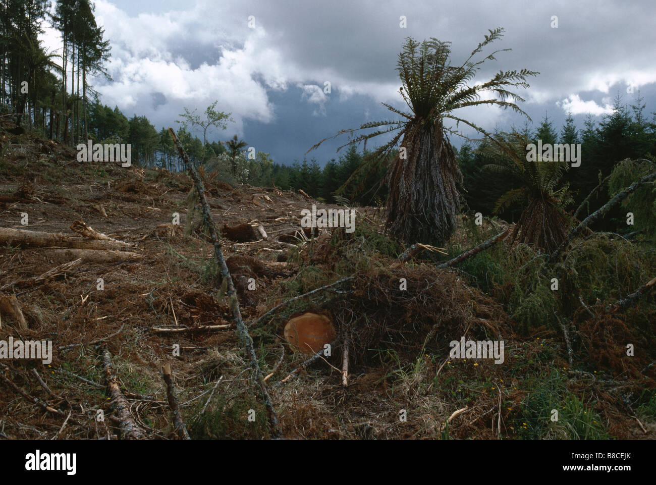 Clear cut hi-res stock photography and images - Alamy