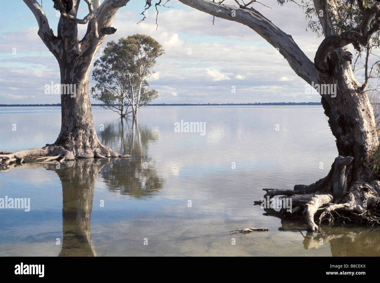 Red gum trees victoria hi-res stock photography and images - Alamy