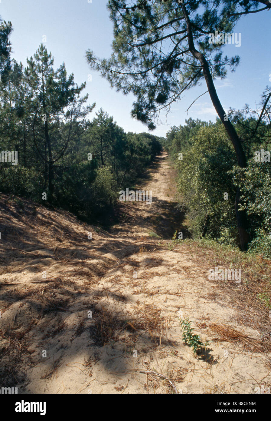 FIREBREAK in forest Stock Photo - Alamy