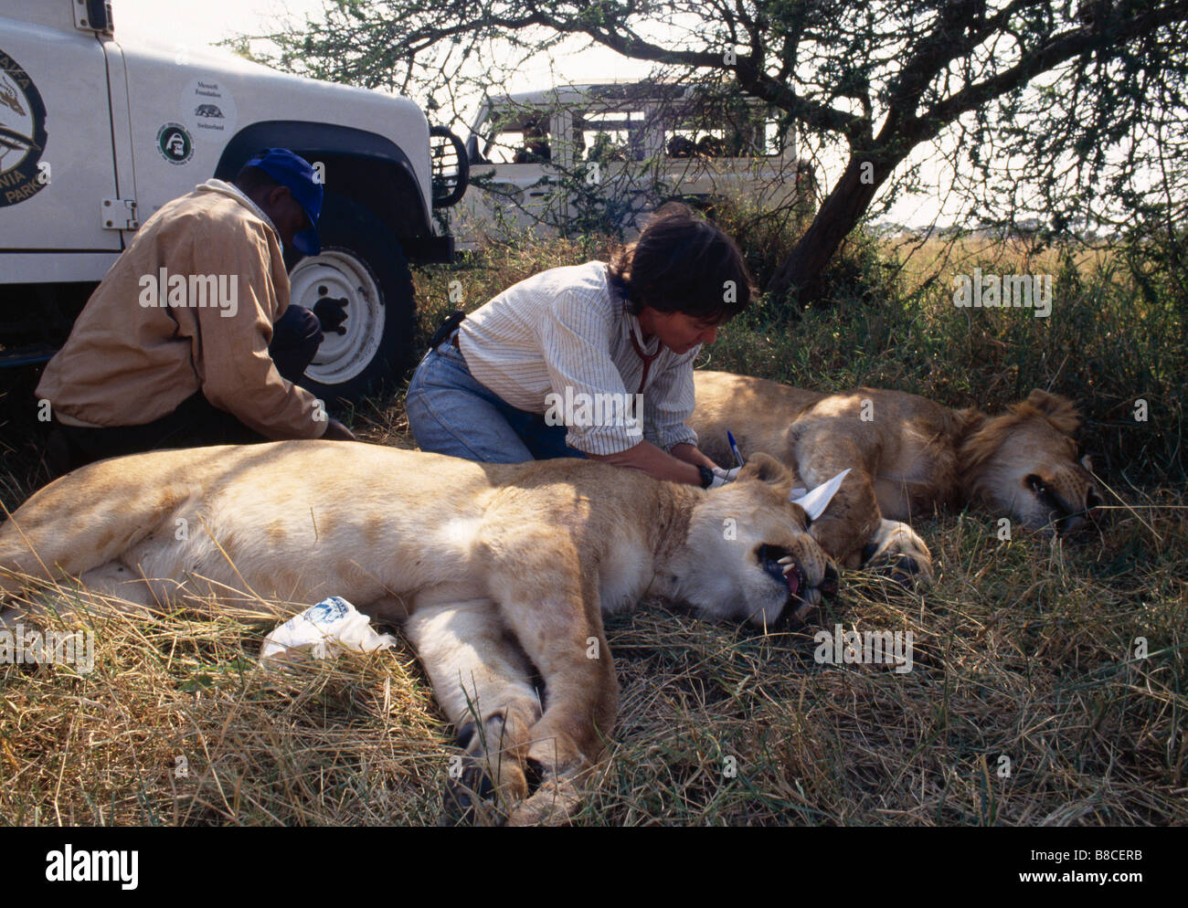 Lion research hi-res stock photography and images - Alamy