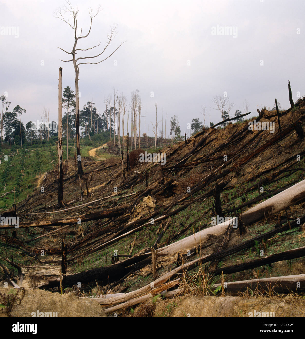 Deforestation rainforest south east asia hi-res stock photography and ...